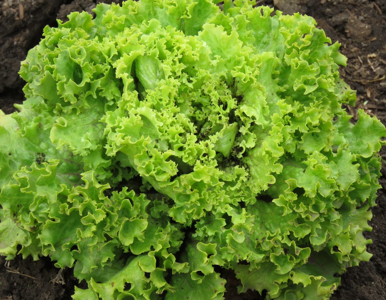 Lechuga de hoja – La Tienda del Campo